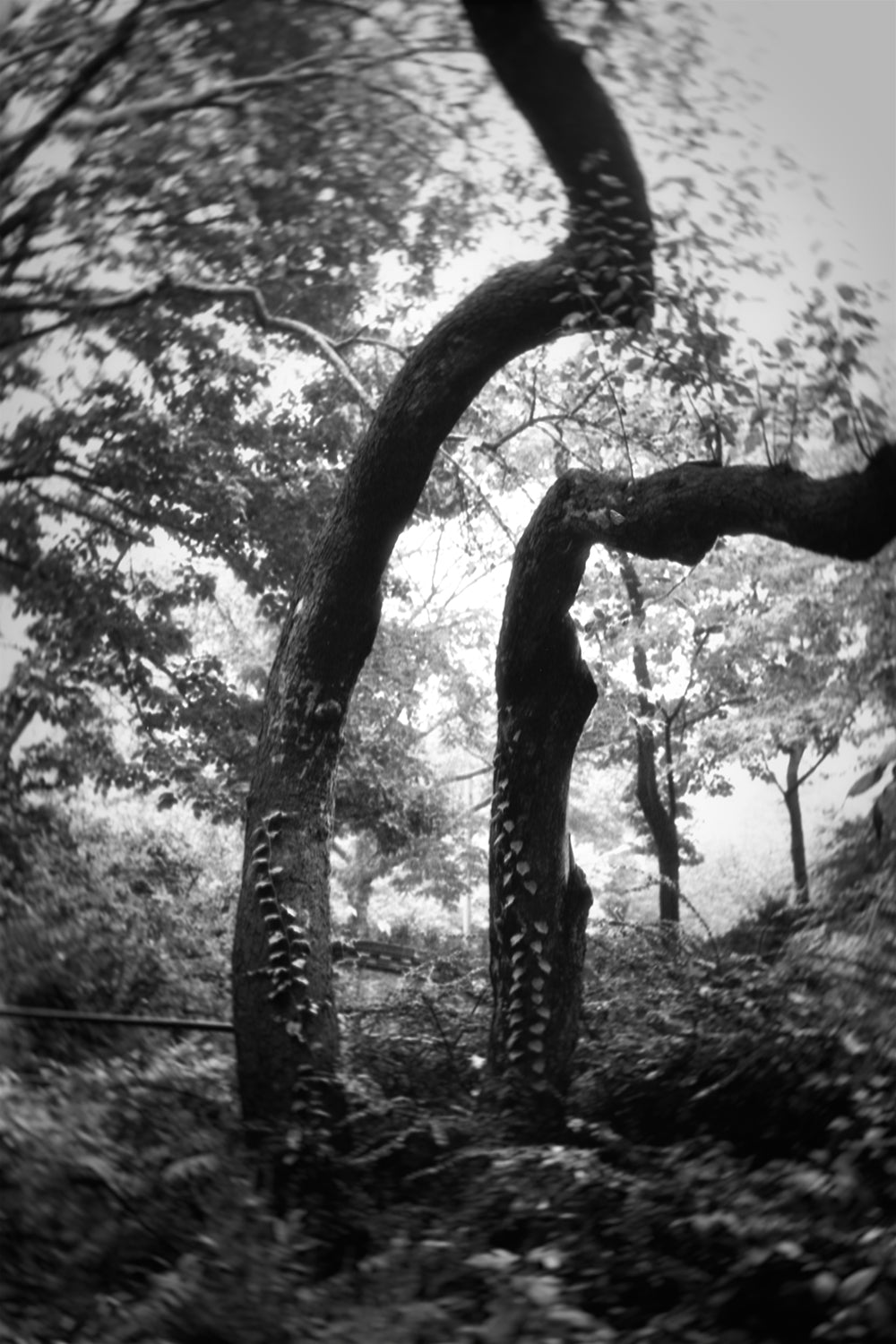 Twin Trees